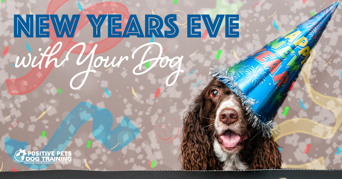 Celebrate New Years Eve with Your Dog - Positive Pets Dog Training ...