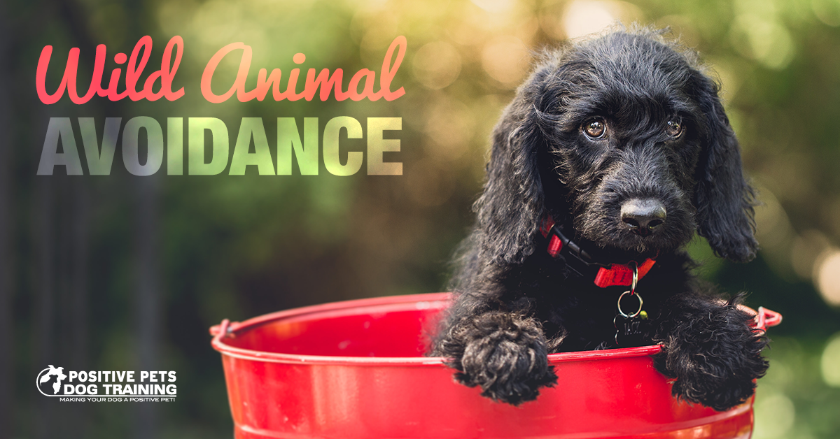 Rattlesnake, Porcupine and Skunk Avoidance Training For Your Dog ...