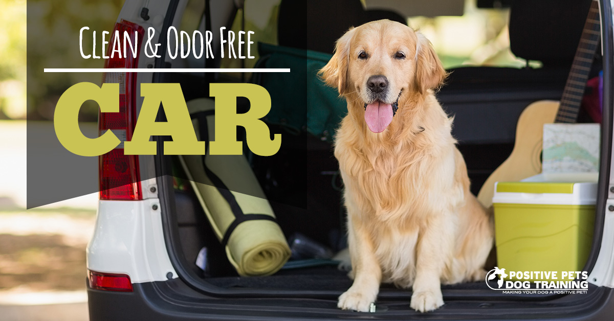 Keeping Your Car Clean & Odor Free with Dogs - Positive Pets Dog ...