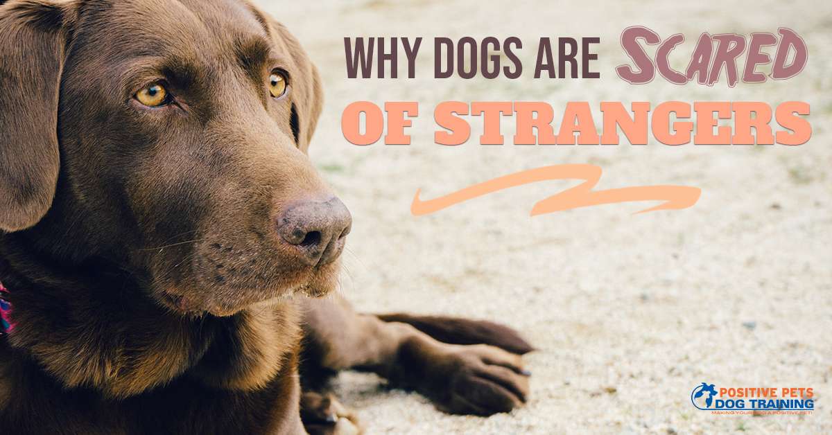 Why Dogs Are Scared of Strangers - Positive Pets Dog Training Boise, ID ...