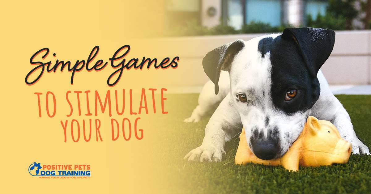 Simple Games to Stimulate Your Dog - Positive Pets Dog Training Boise ...