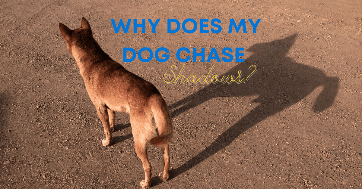 Why Does My Dog Chase Shadows? - Positive Pets Dog Training Boise, ID ...