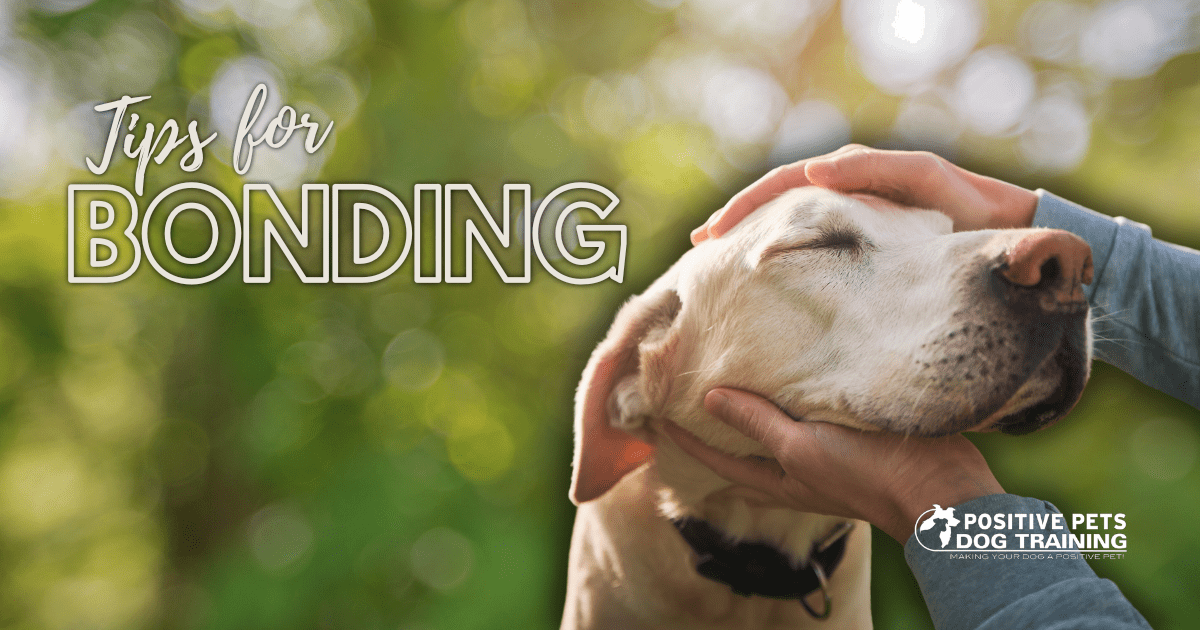 Tips for Bonding with Your Partner's Dog - Positive Pets Training