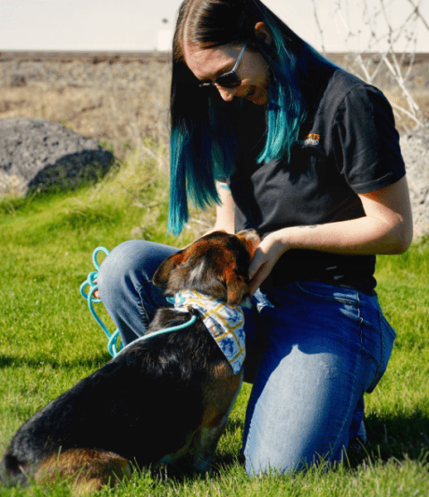 Active Dog Training Program - Positive Pets Dog Training Boise, ID ...
