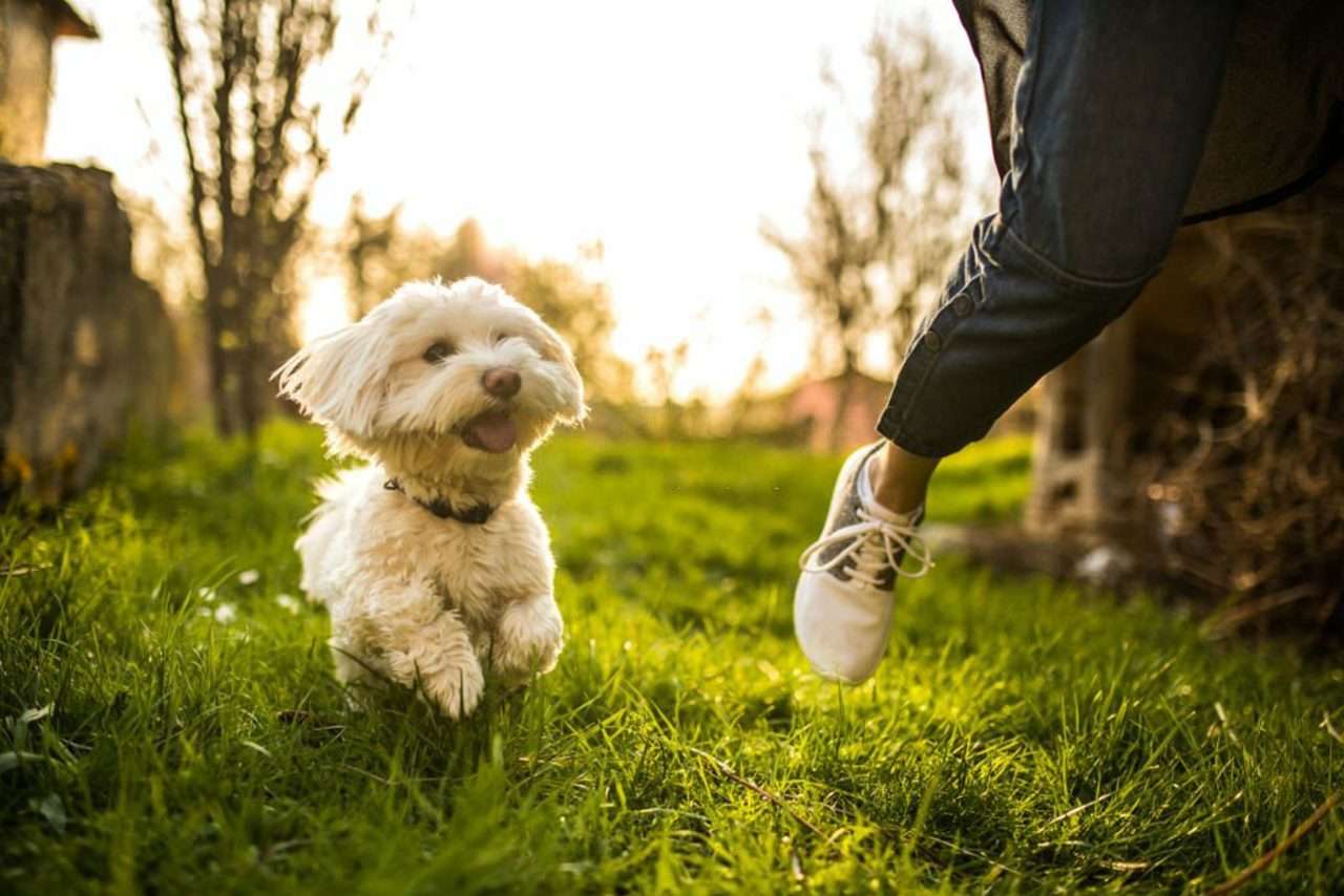 Dog Training - Positive Pets Dog Training Boise, ID - Puppy Trainers