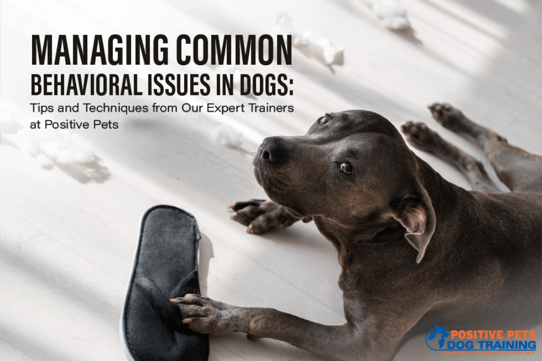 Managing Common Behavioral Issues in Dogs: Tips and Techniques from Our ...