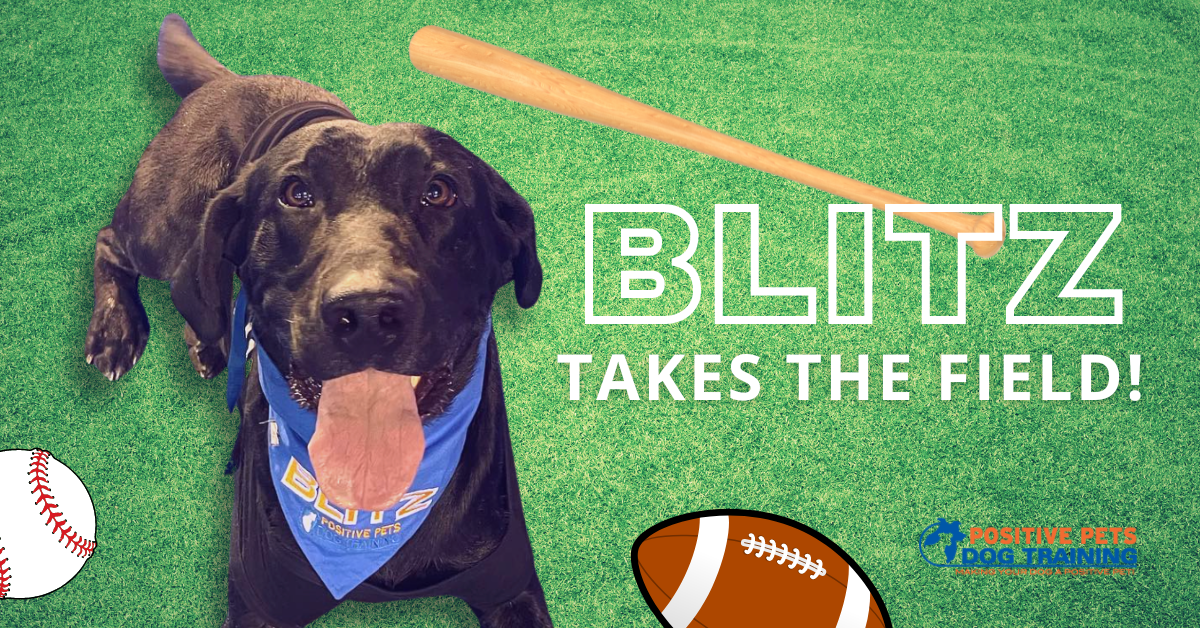 Blitz Takes the Field in Boise - Positive Pets Dog Training