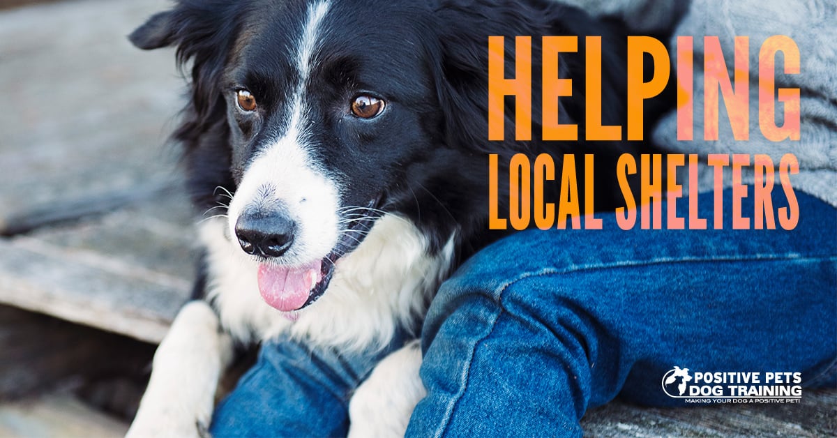 Helping Local Shelter Dogs - Positive Pets Dog Training