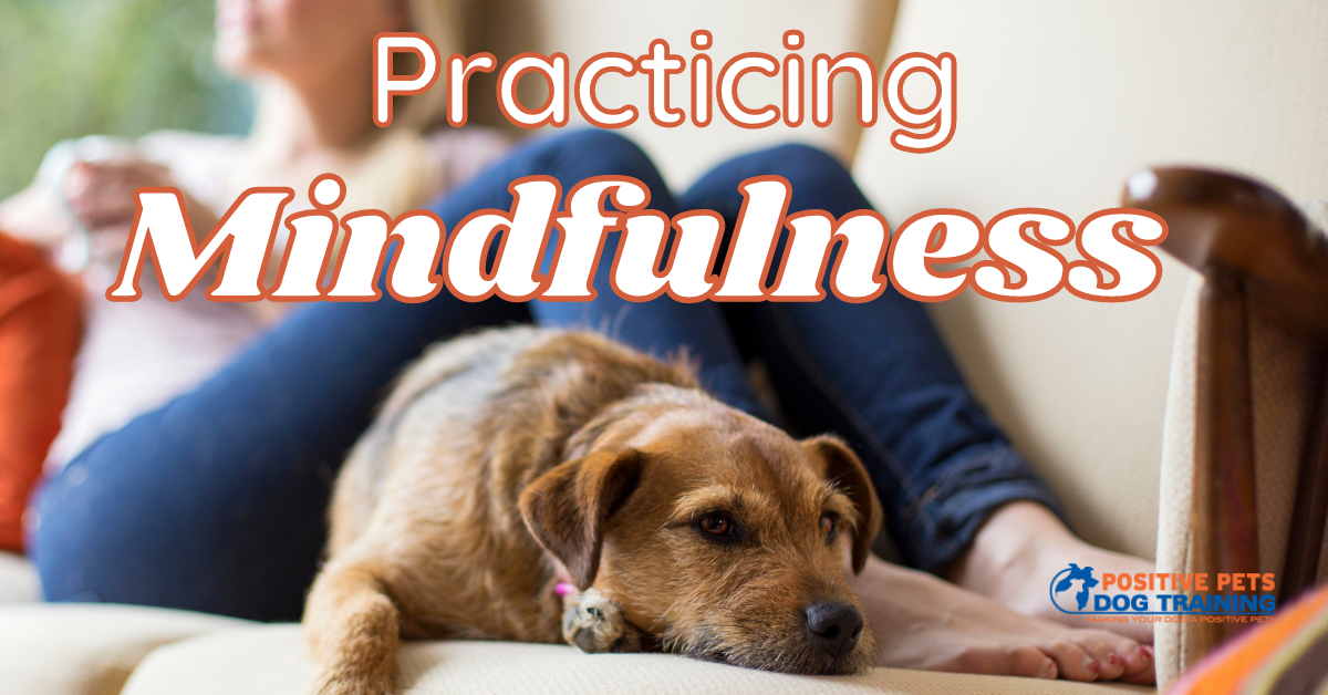 Practicing Mindfulness with your Pup - Positive Pets Dog Training