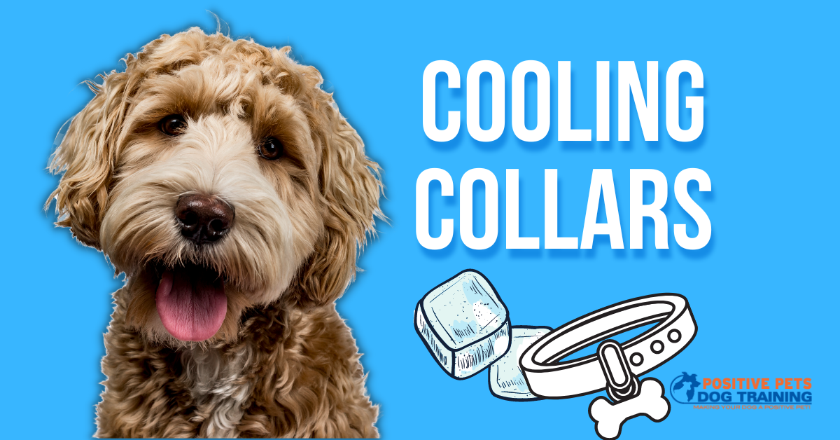The Best Cooling Collars for Dogs - Positive Pets Dog Training
