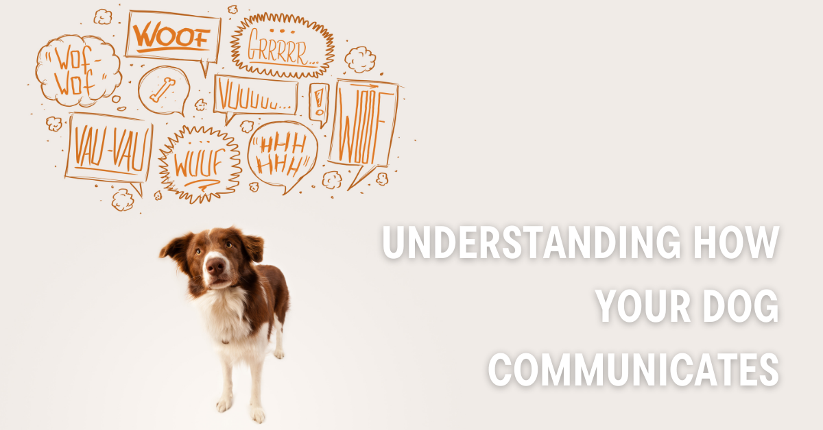 Understanding How Your Dog Communicates - Positive Pets Dog Training