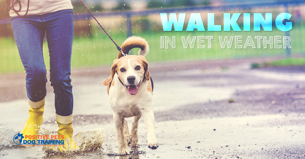 Tips for Walking in Wet Weather - Positive Pets Dog Training